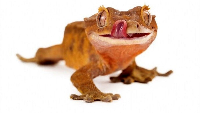 Crested Gecko Care Guide – FrogTown