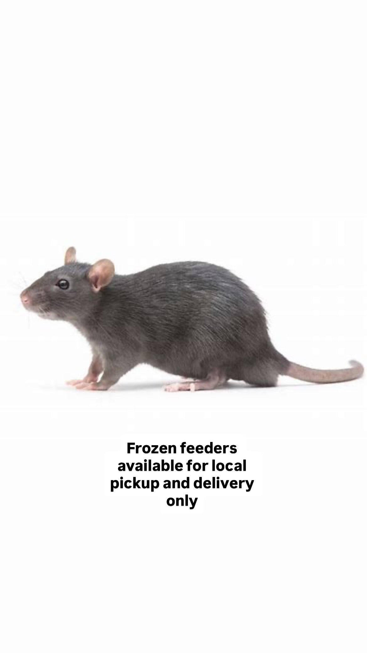 Frozen Feeder Rats – FrogTown